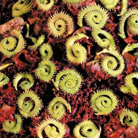 3 Amazing Plants to Grow from Seeds with the Kids | Gardening for Kids